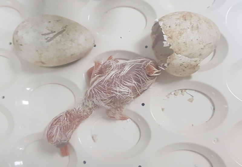 인공증식된 멸종위기 ‘저어새’ 3마리, 자연의 품으로 돌아가다