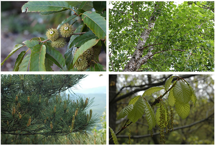 상수리나무 등 탄소흡수 효과 뛰어난 국립공원 '자생수목' 10종 공개